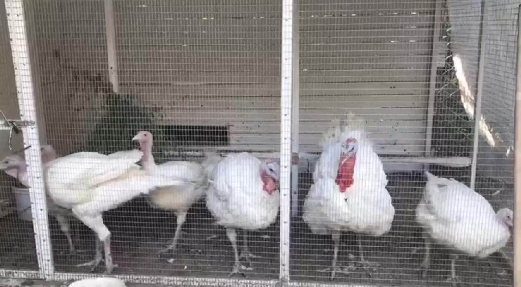 Кормление индюшат.