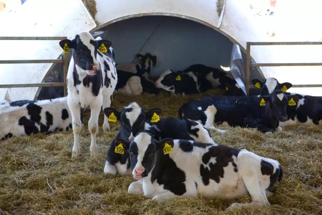 Вопросы из чатов: как лучше лечить телят от диареи?